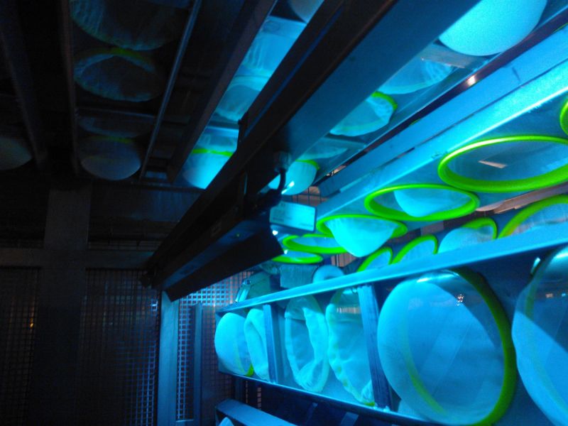 Borgesius en Goedhart bakeries